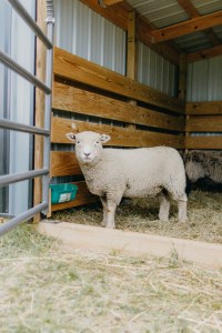 Copper and Sheep: Friend, Foe, or Both? – KLM Farmstead