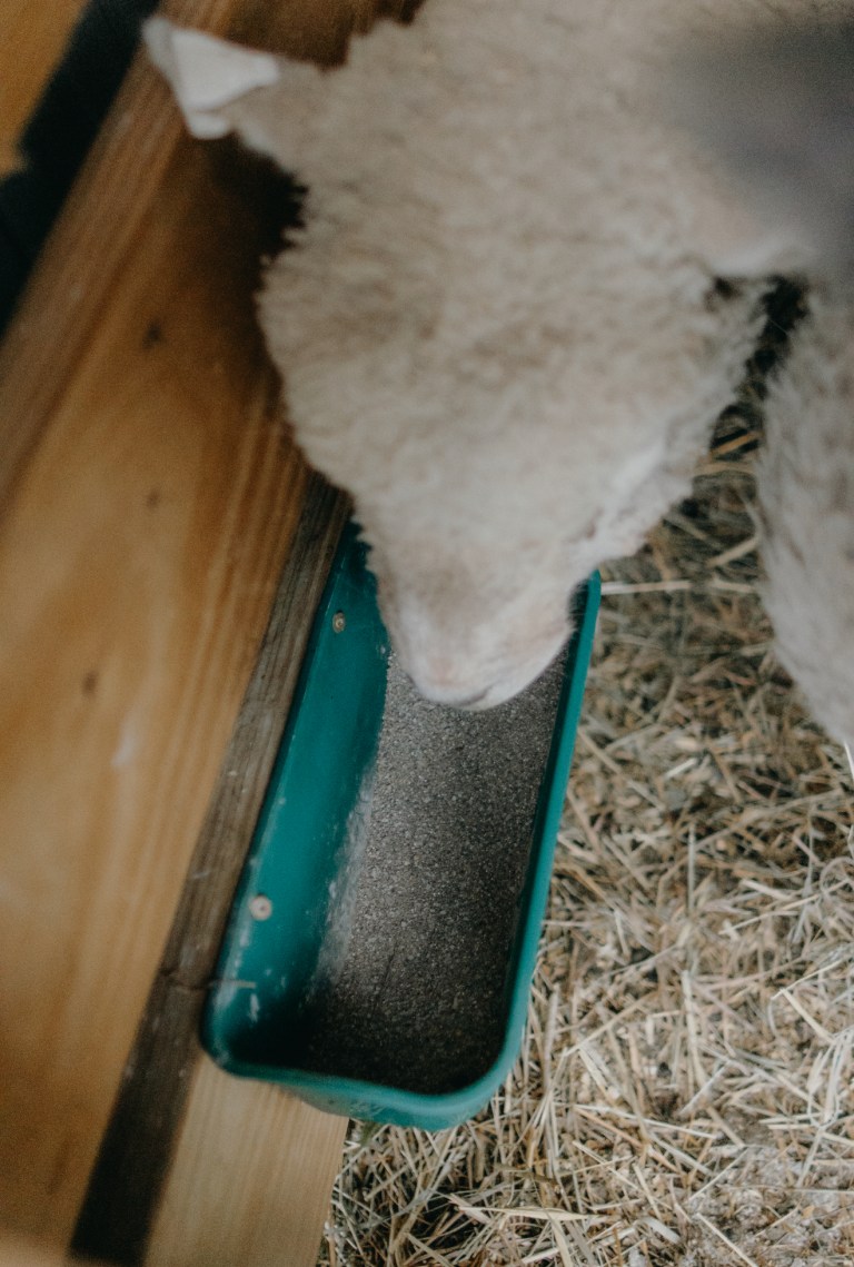 Copper and Sheep: Friend, Foe, or Both? – KLM Farmstead